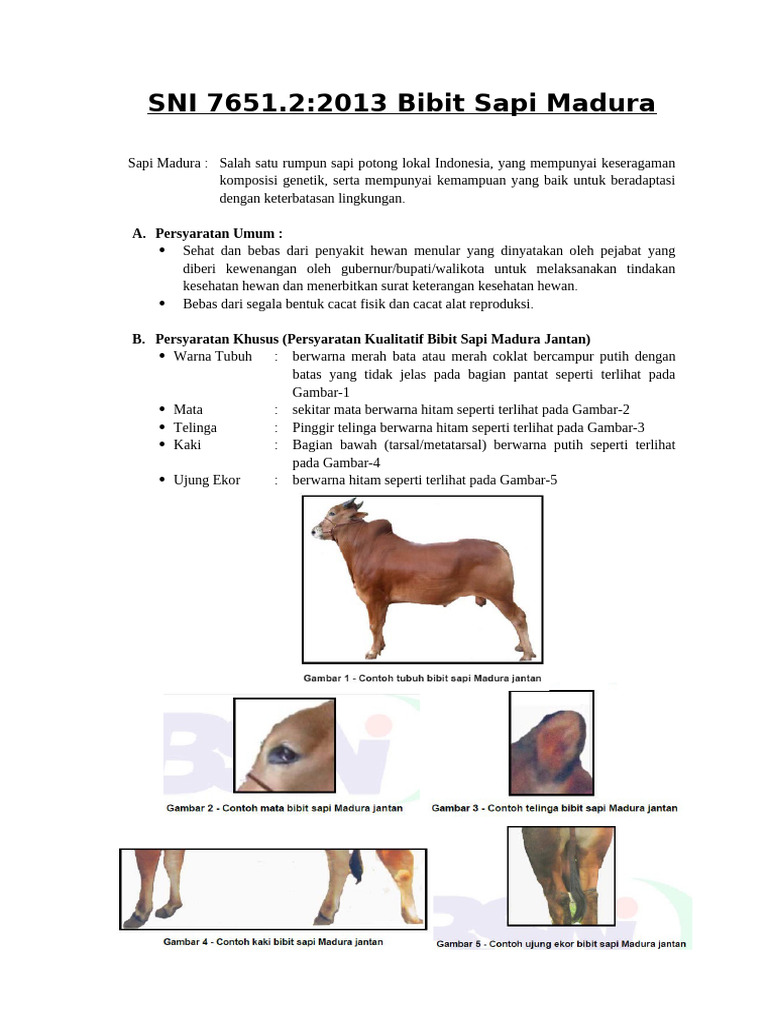 SNI Sapi MADURA | PDF