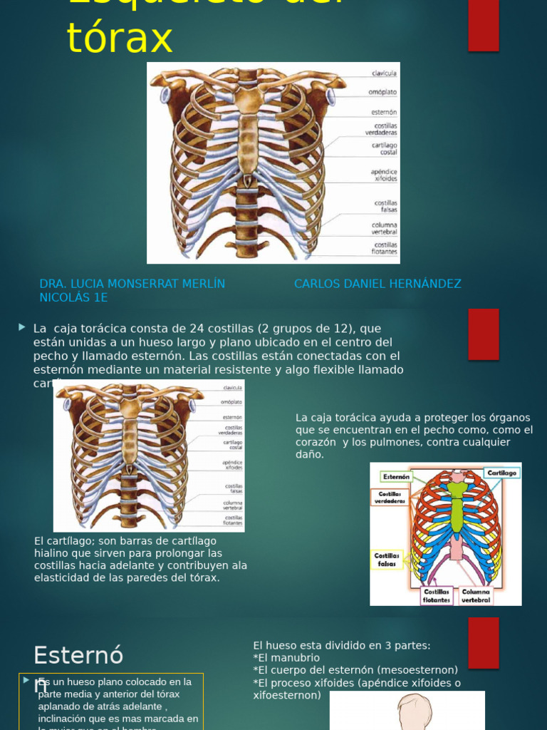 Esqueleto Del Tórax | PDF | Tórax | Vértebra