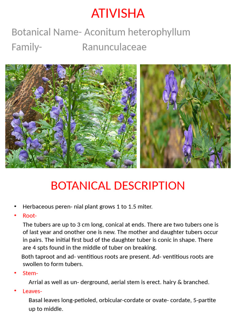 ATIVISHA | PDF | Plants | Plant Morphology