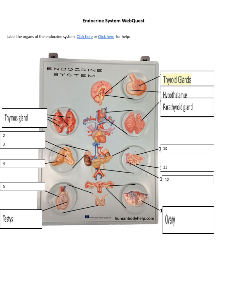 Endocrine System WebQuest | PDF | Endocrine System | Hormone