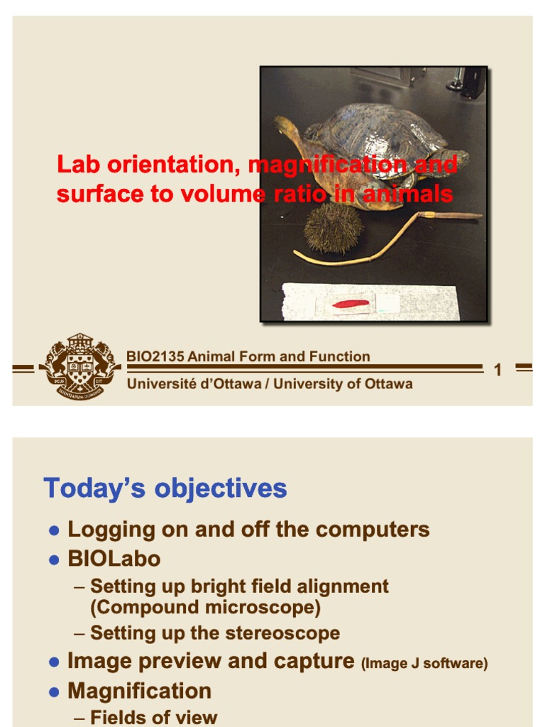 Microscopy Lab: Surface Area and Volume Ratios | PDF