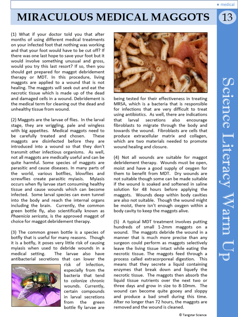 Ira Aranda - Science Reading Article 13 - Miraculous Medical Maggots ...