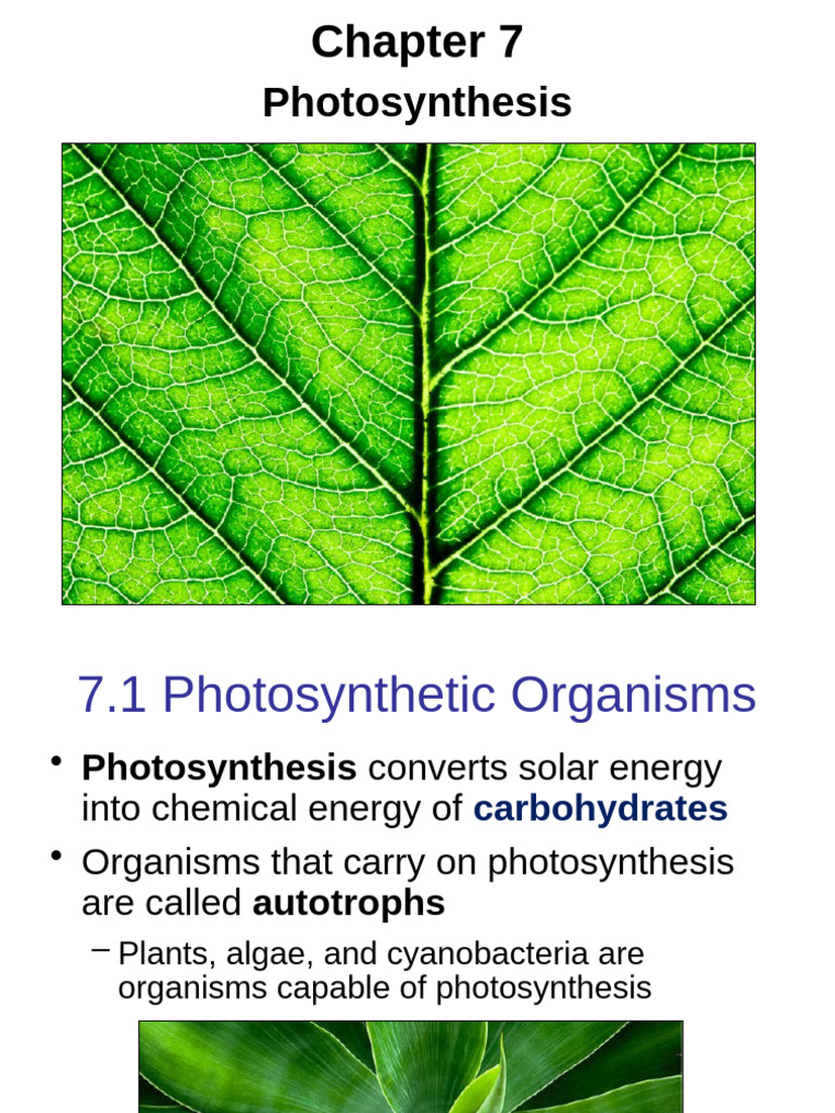 Chapter 7 Photosynthesis | PDF | Photosynthesis | Chlorophyll