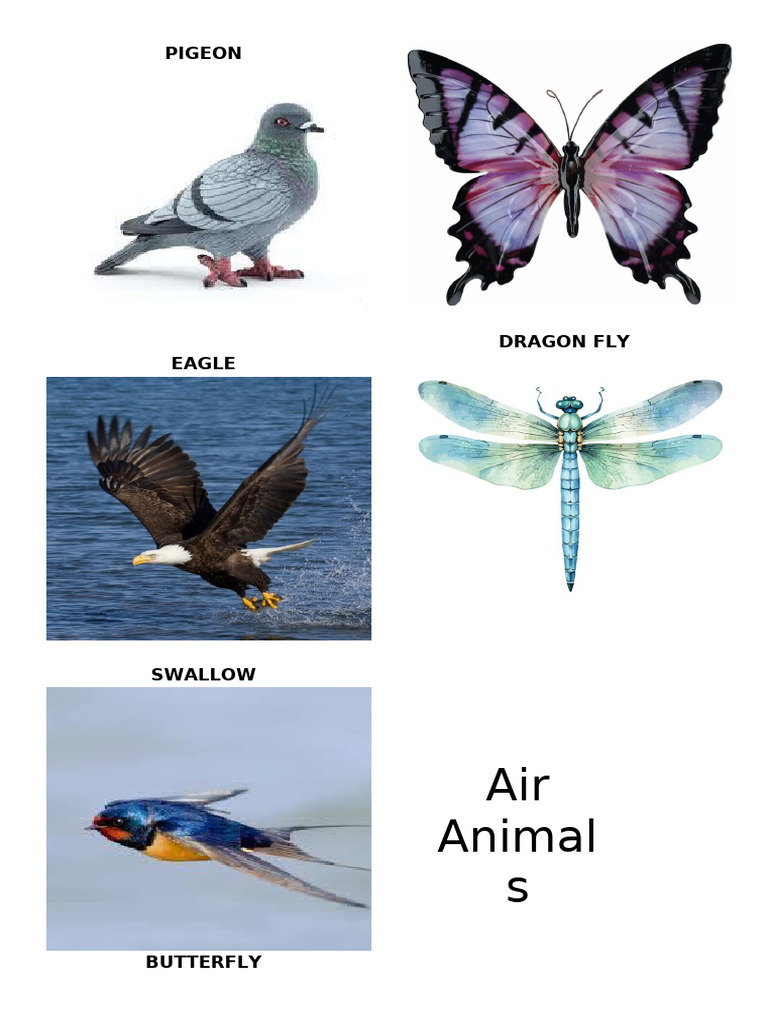 Air ANIMALS | PDF