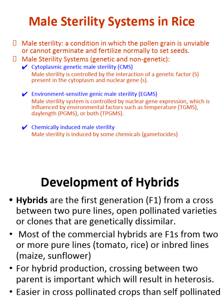 Male Sterility Systems in Rice | PDF | Hybrid (Biology) | Plants