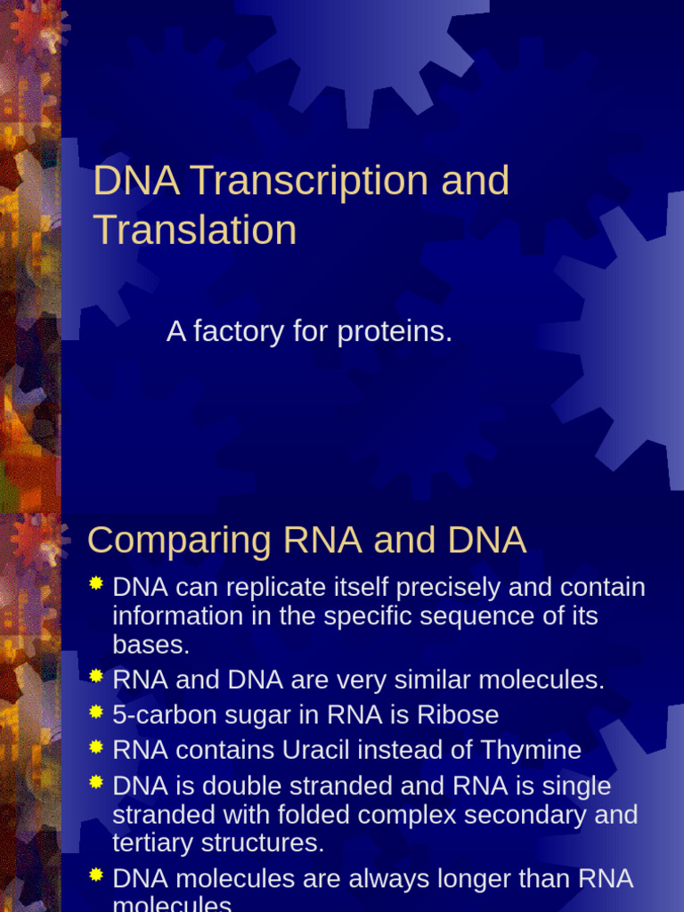 Dna Transcription and Translation | PDF | Translation (Biology) | Ribosome