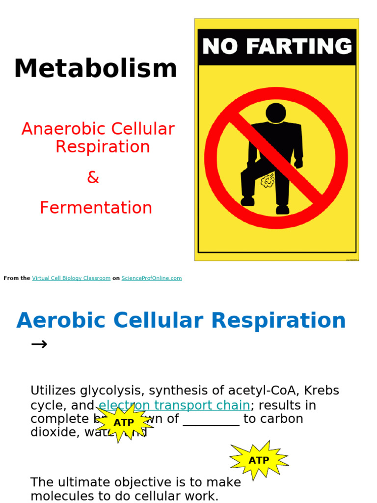 Anaerobic Respiration Fermentation Biology Lecture PowerPoint VCBC ...