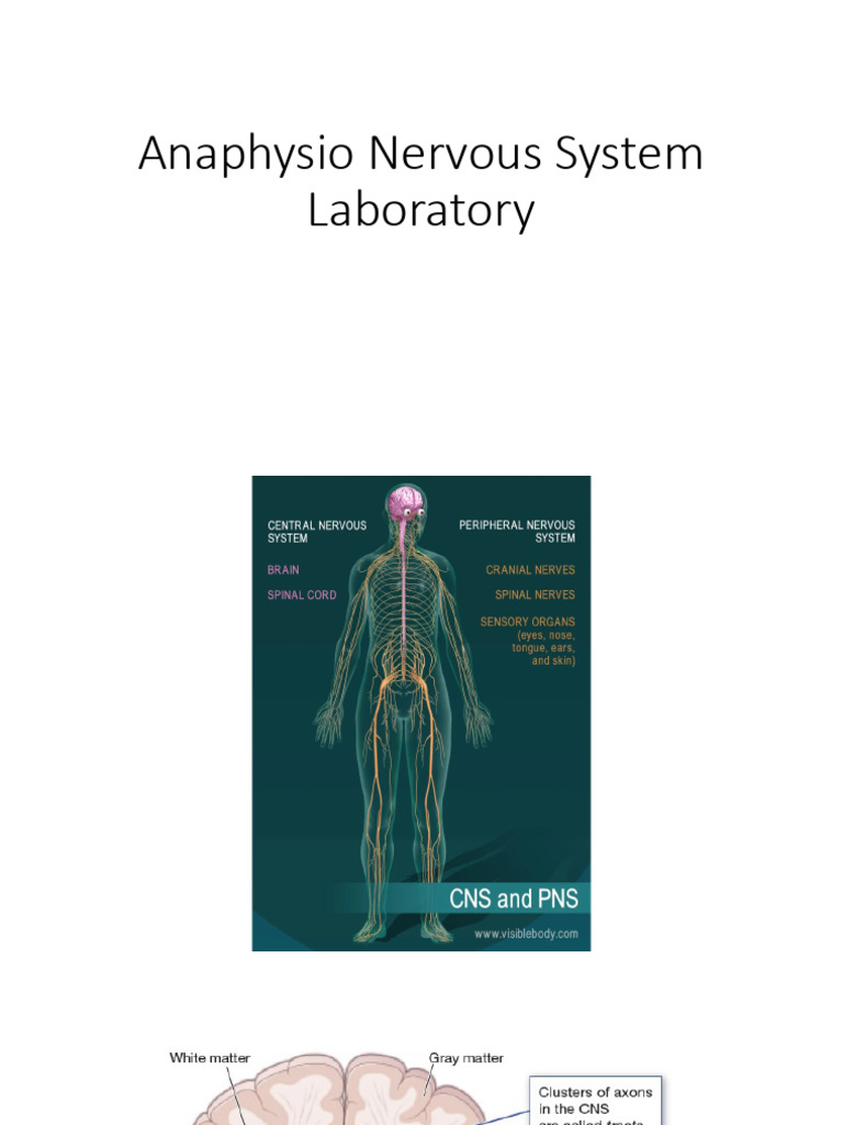 Anaphysio Nervous System Lab | PDF | Nervous System | Cerebrum