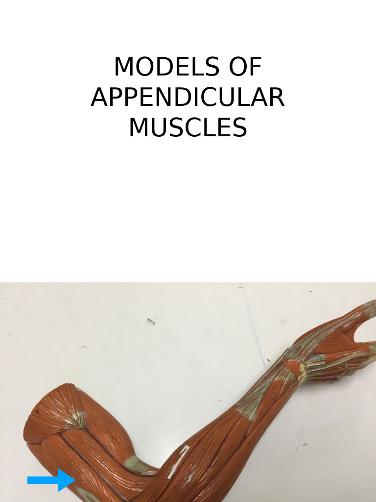 ANAPHY PPT LAB Muscular System (Appendicular) No Label | PDF