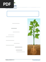 Grade 3 Plant Parts B 1 | PDF