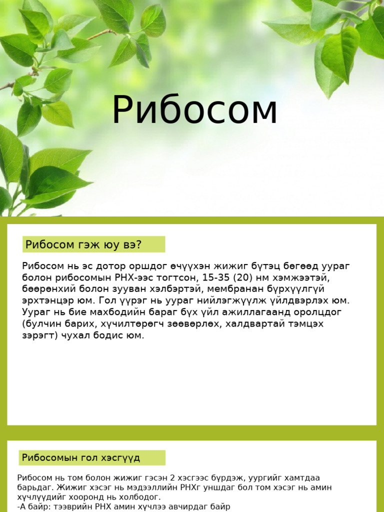 Ribo Some | PDF