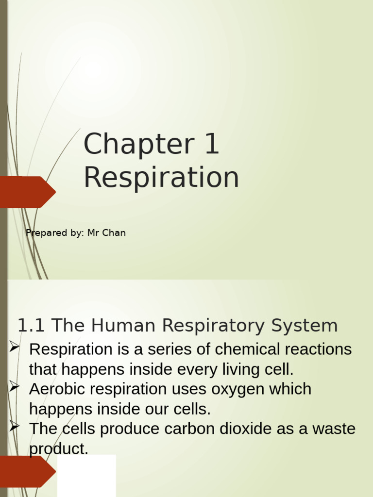 Chapter 1 Human Respiratory System - 1 | PDF | Respiratory System | Lung