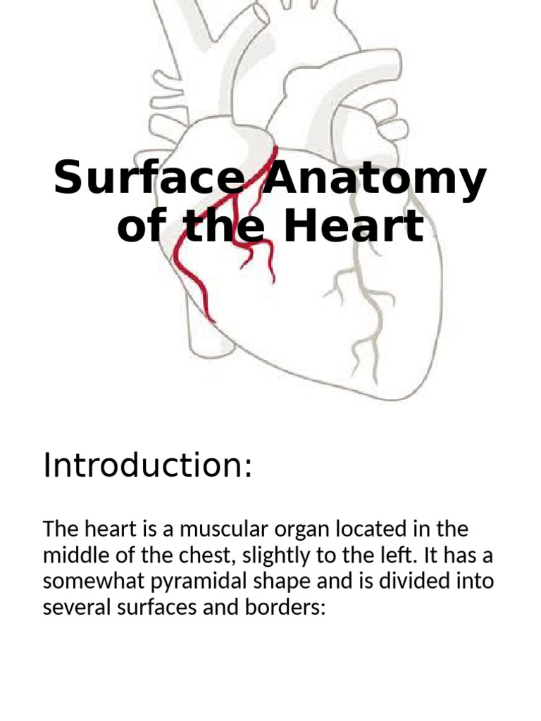 Surface Anatomy of the Heart | PDF | Heart | Atrium (Heart)