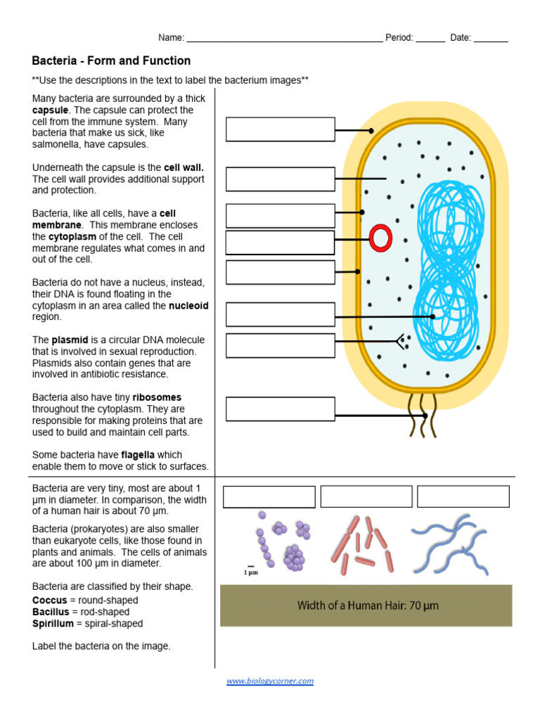 Labeling Bacteria: Structure & Function | PDF | Cell (Biology) | Bacteria
