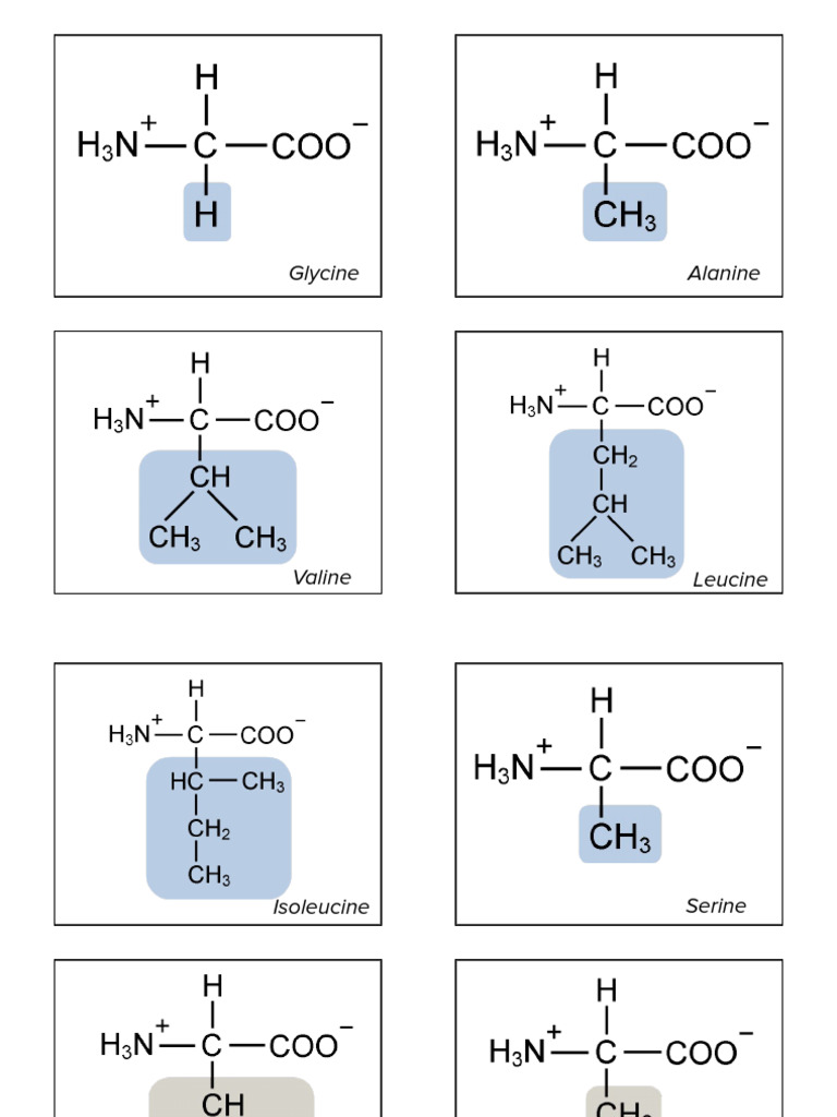 Amino Acids Card Sort | PDF