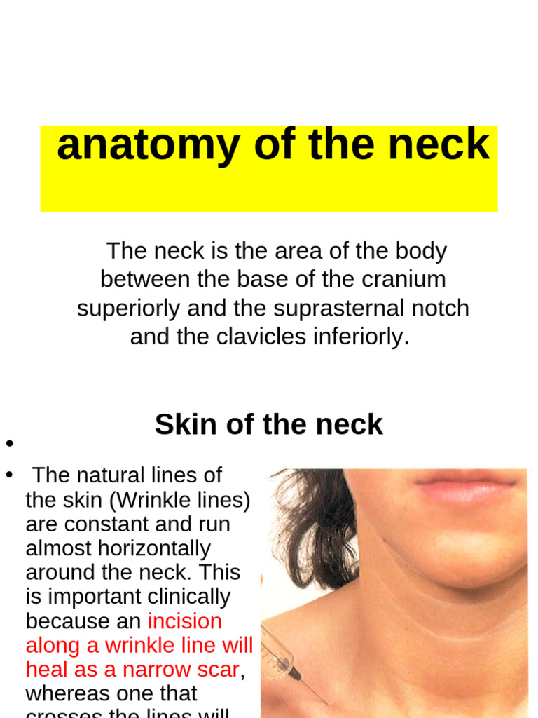 Anatomy of the Neck Structures | PDF | Neck | Human Head And Neck