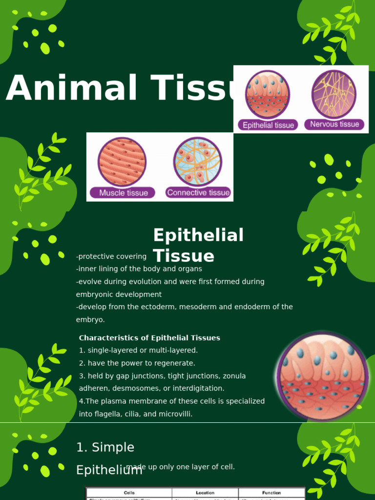 Animal Tissue | PDF | Epithelium | Connective Tissue