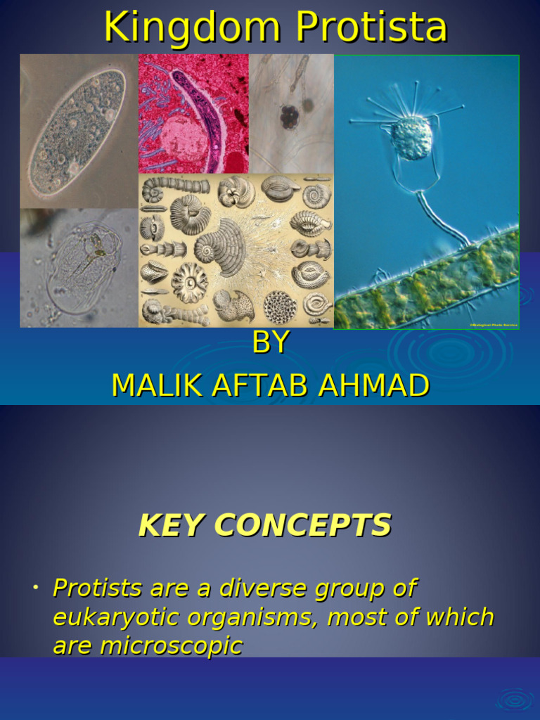 Overview of Kingdom Protista | PDF | Protozoa | Algae