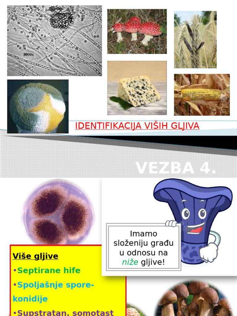 Morfologija Viših Gljiva | PDF