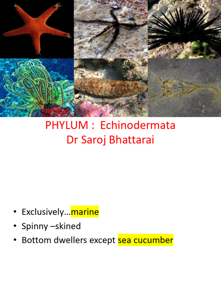 Echinodermata Study Guide | PDF | Home & Garden | Science & Mathematics