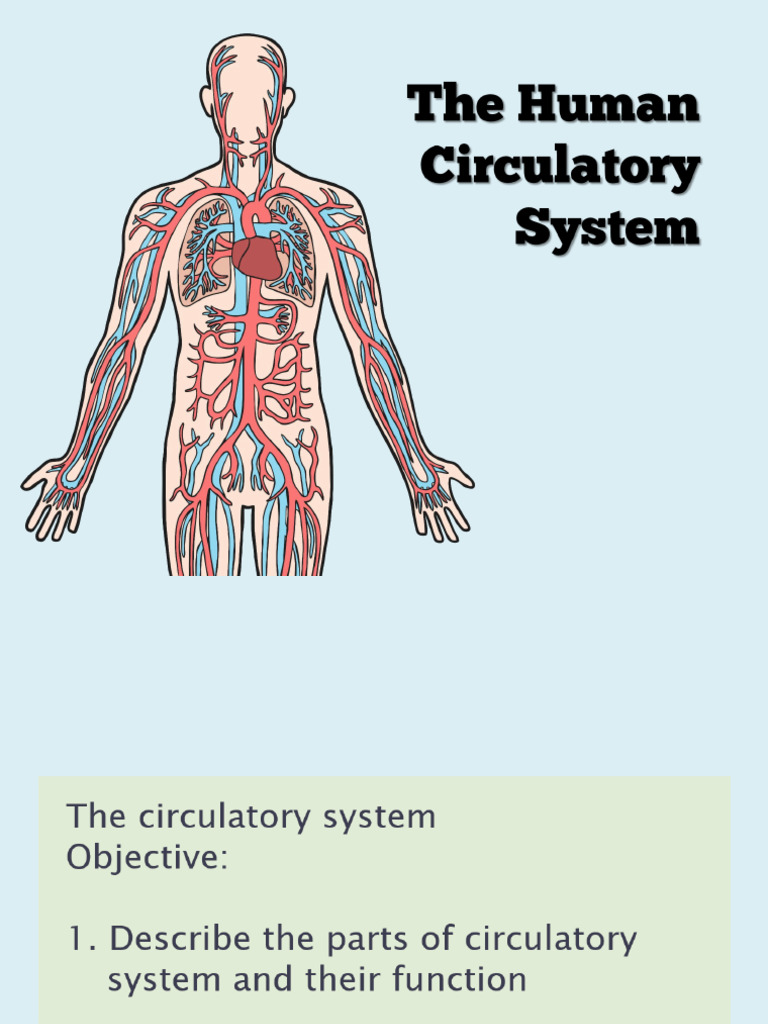 The Circulatory System | PDF