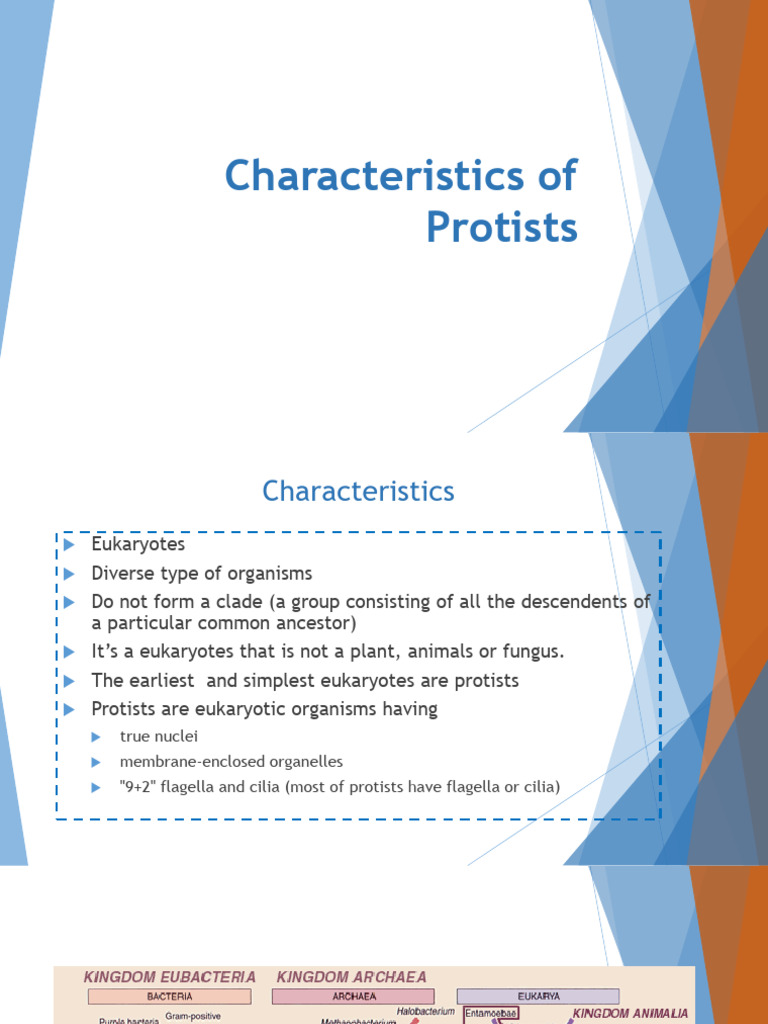 Protists: Eukaryotic Diversity Explained | PDF | Cell (Biology ...
