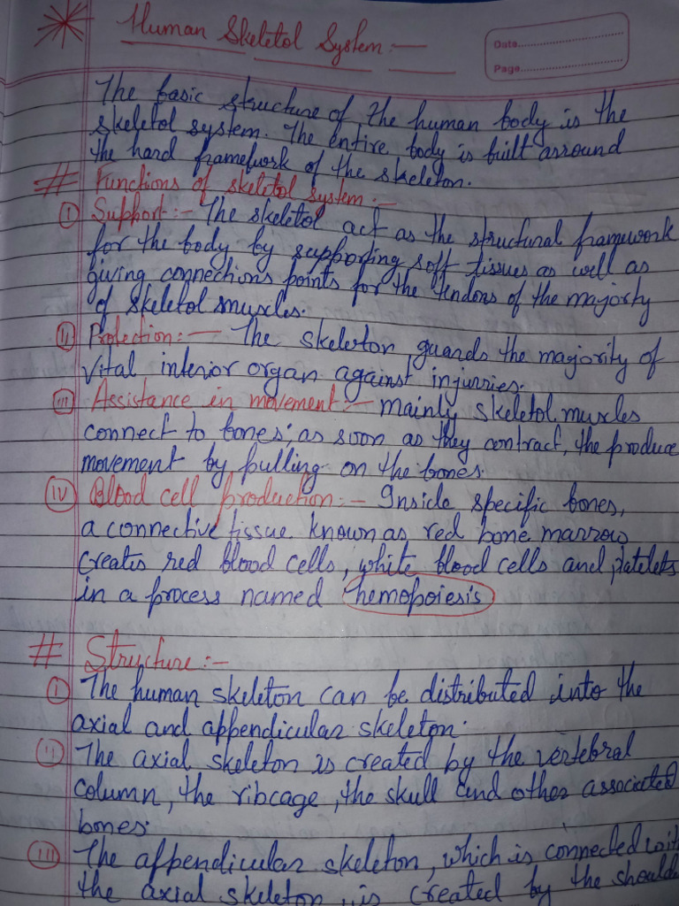 Skeletal System Notes | PDF