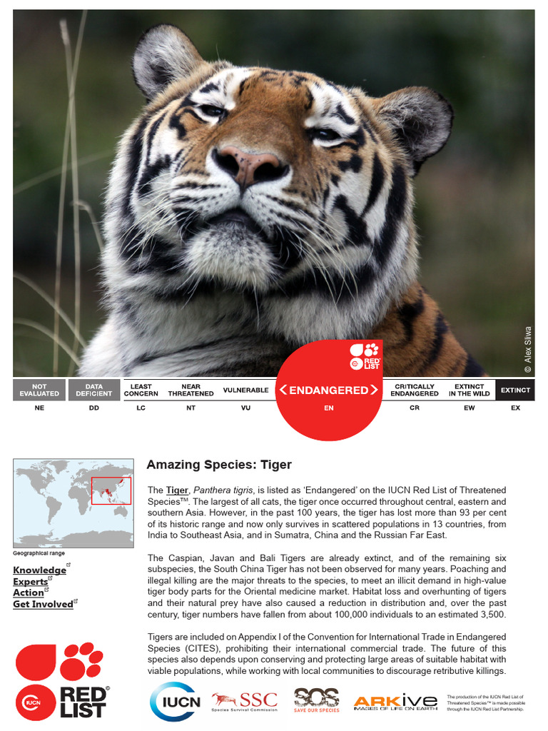 Panthera Tigris | PDF