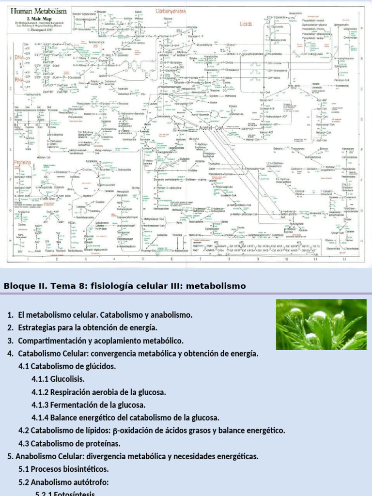Tema 8 | PDF | Metabolismo | Trifosfato de adenosina
