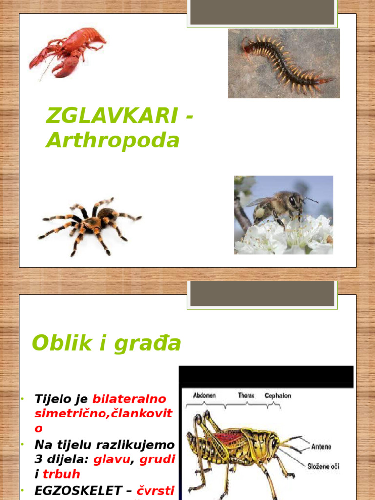 ZGLAVKARI - Arthropoda | PDF