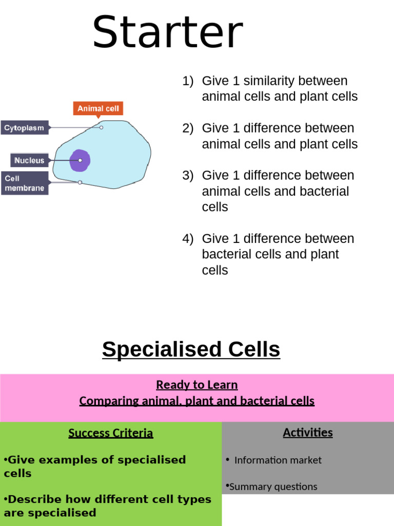 Lesson 2 Specialised Cells | PDF | Cell (Biology) | Stoma