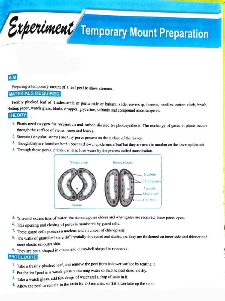 Class X Biology Practicals | PDF | Stoma | Leaf