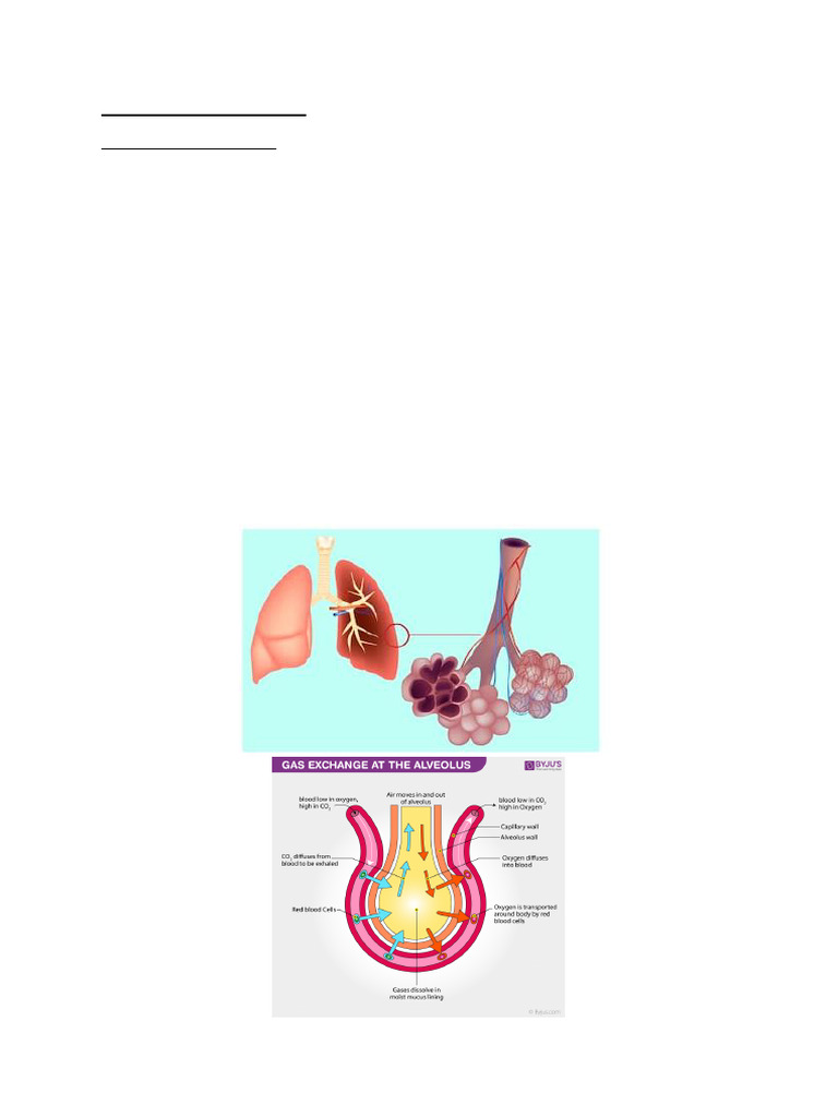 GR 11 LS Gaseous Exchange and Lungs - 240723 - 144730 | PDF ...