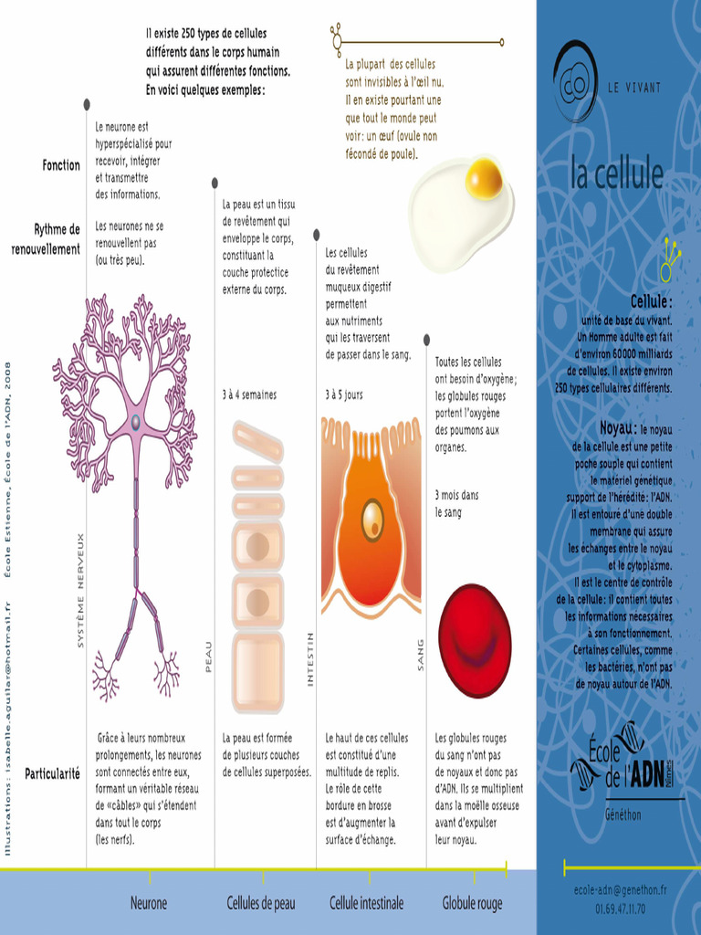 2-Presentation Cellule | PDF