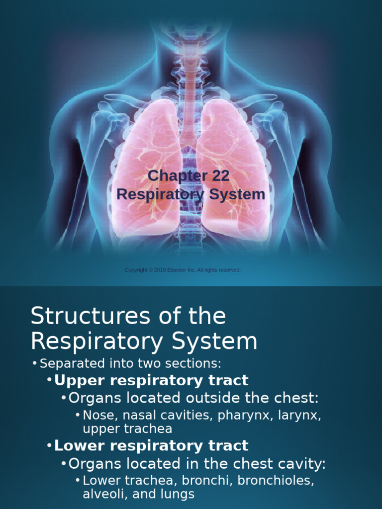 Respiratory System | PDF | Respiratory Tract | Lung
