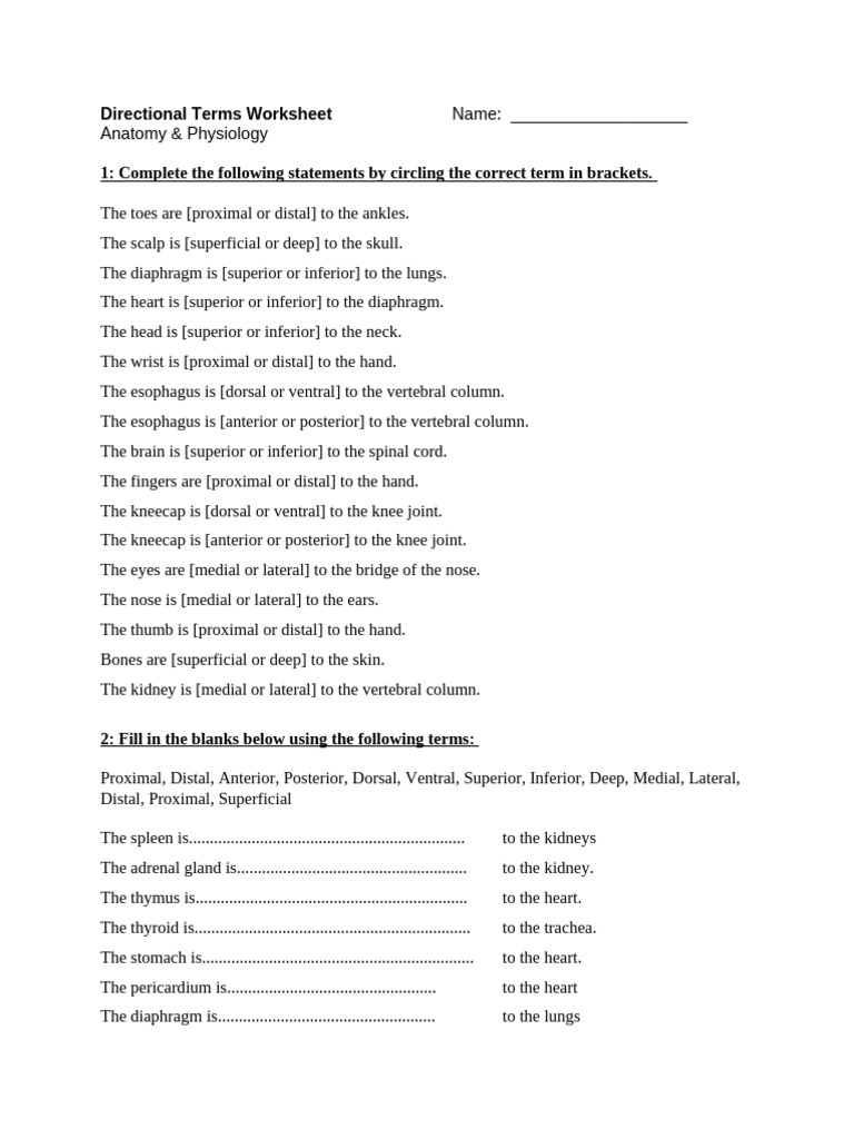 Directional Terms Worksheet | PDF | Anatomical Terms Of Location | Elbow