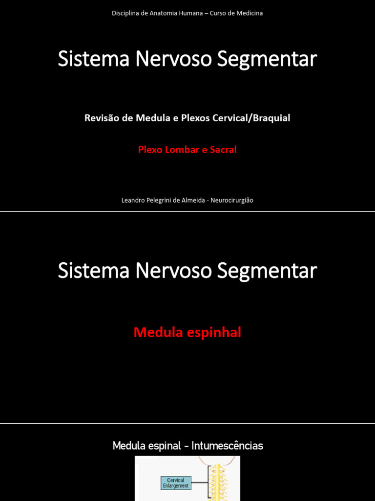 Anatomia - Medula, Plexos Lombar e Sacral | PDF | Medula espinhal | Nervo