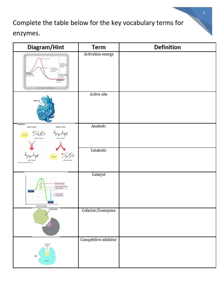Vocabulary Enzymes | PDF