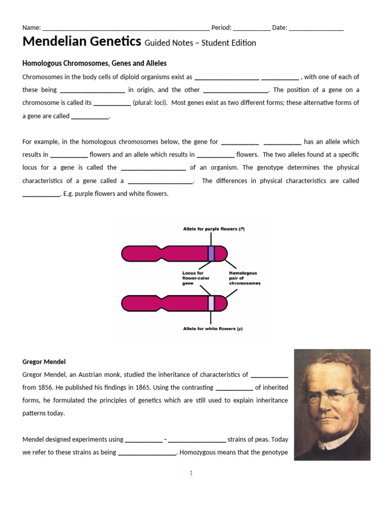 GR 10 Mendelian Genetics Worksheet 2 | PDF | Zygosity | Allele