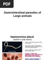 Immature Amphistomes and Pathogenesis | PDF