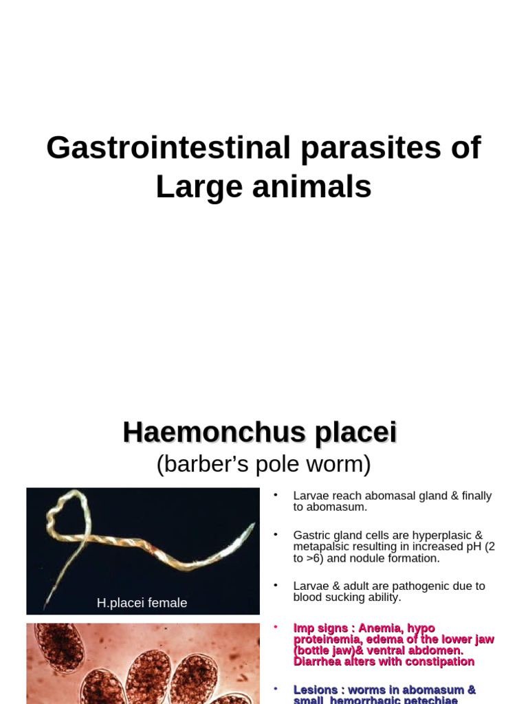 GI Parasites of Cattle | PDF | Medical Specialties | Gastroenterology