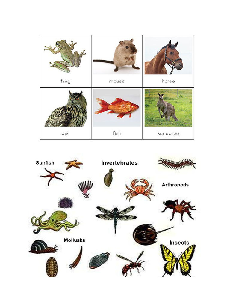 Vertebrates Invertebrtes | PDF