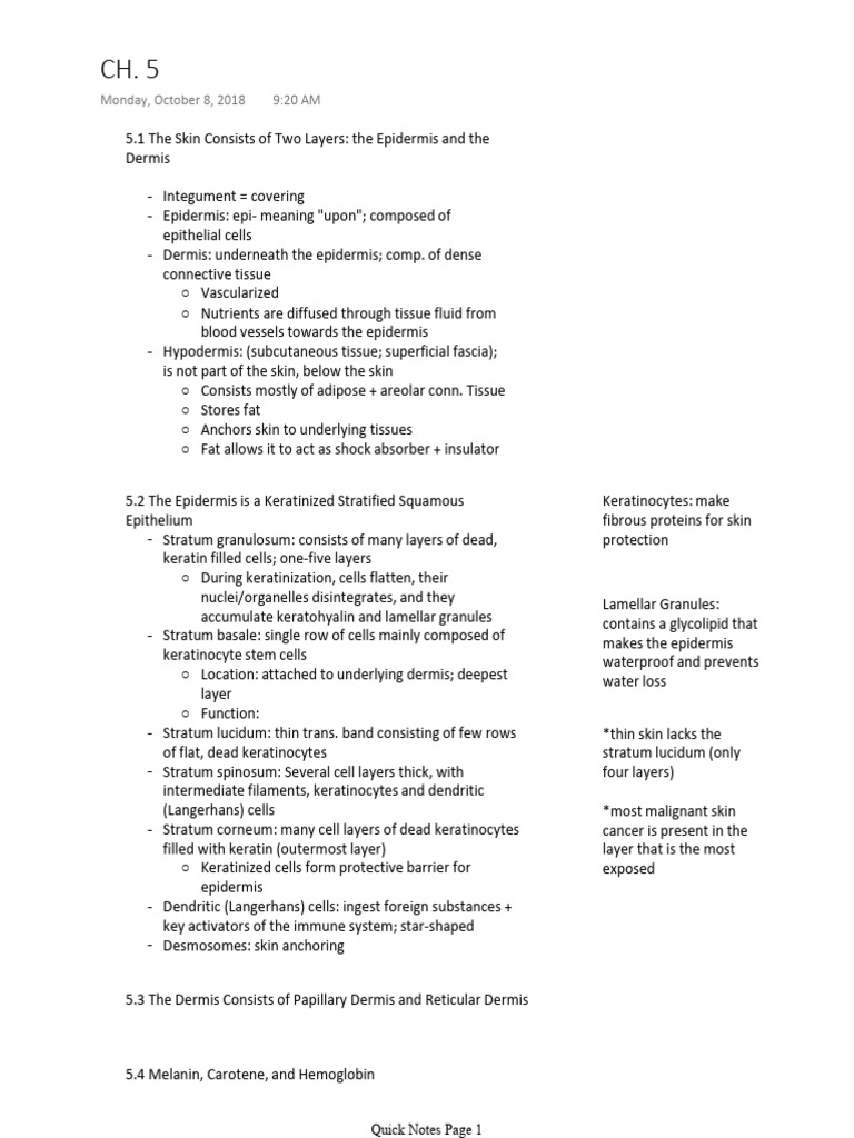 Integumentary System - Notes | PDF | Skin | Epidermis