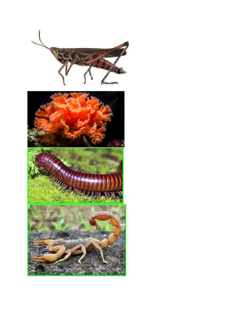 Hewan Invertebrata Dan Vertebrata | PDF