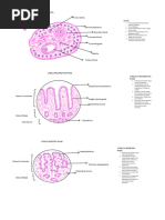 Fibroscan Interpretation Guide 2020 Pdf Cirrhosis Hepatitis