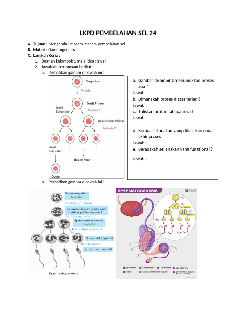 LKPD Pembelahan Sel (Gametogenesis) 24 | PDF