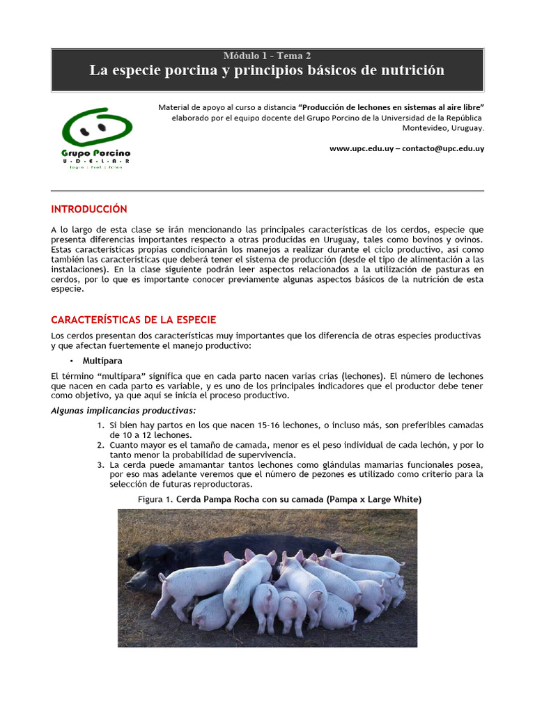 La Especie Porcina y Principios Básicos de Nutrición | PDF | Alimentos ...