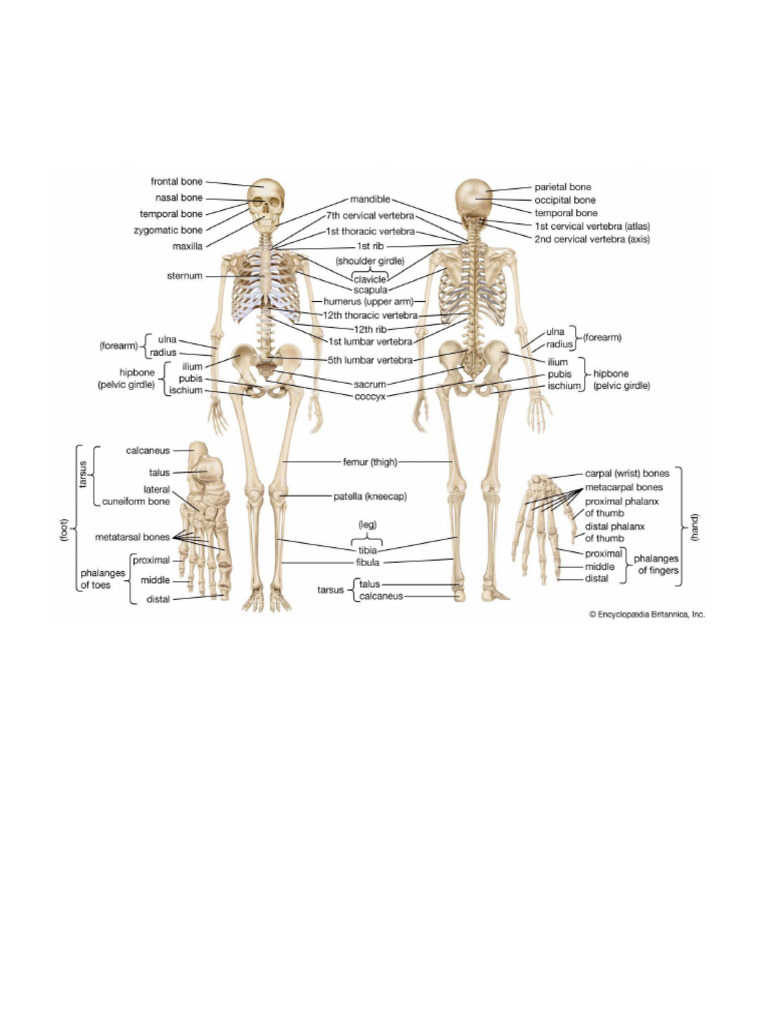 Skeletal System | PDF