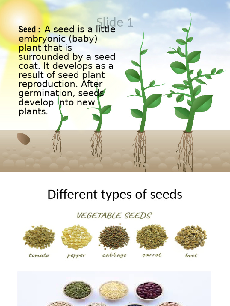 Seed Germination | PDF | Seed | Germination