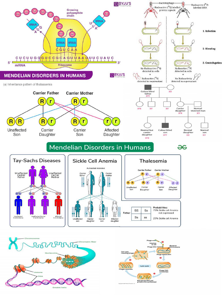 Genetics Diagram | PDF